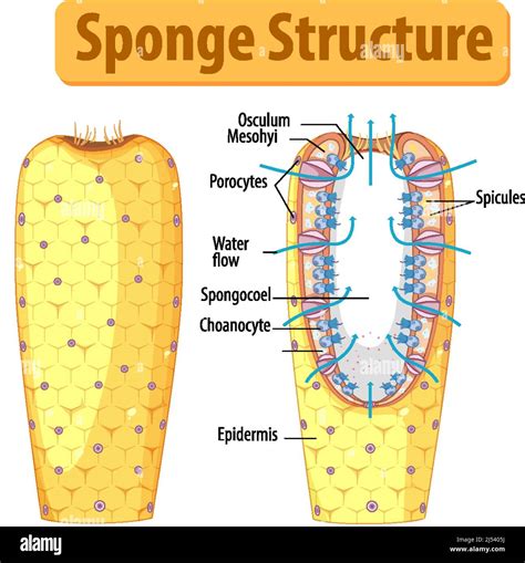 Diagram Showing Structure Of Sponge Illustration Stock Vector Image And Art Alamy