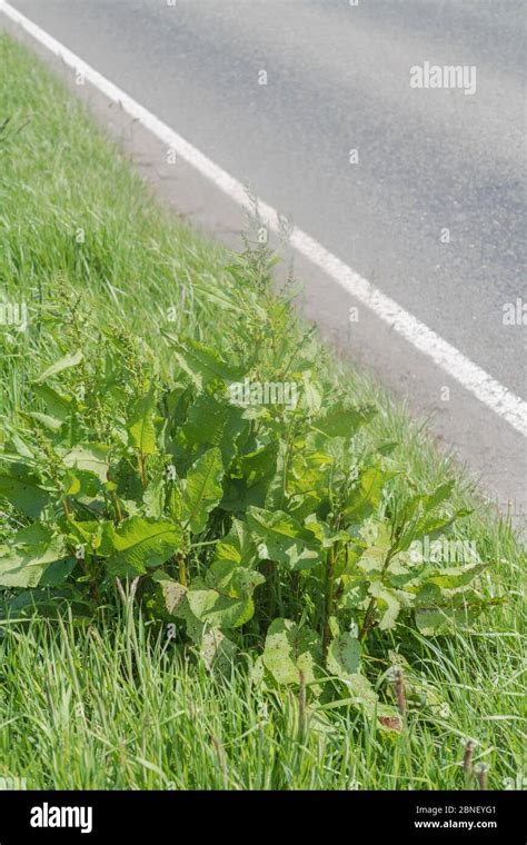 Roadside Grass Verge With Broad Leaved Dock Rumex Obtusifolius In