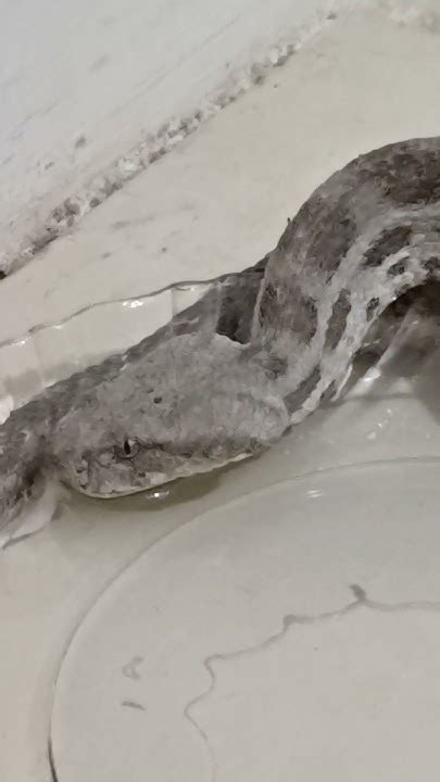 گرزه مار افعی حیوان خانگی Youtube