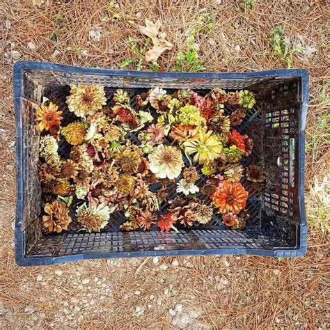 How To Harvest Zinnia Seeds A Complete Guide Plants Craze