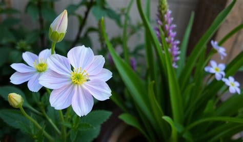 Lung Nodules What They Are And How Theyre Classified Lung Nodule