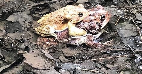 X Rated Frogs Having Sex Album On Imgur