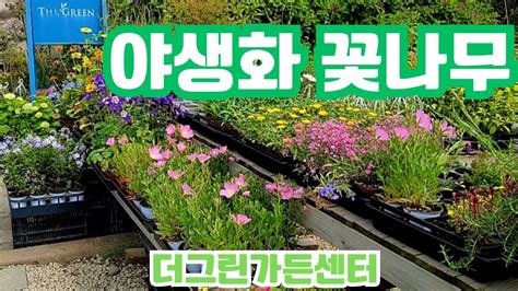 더그린가든센터 🌳큰꽃으아리3종 🌸백두풍로초 🌸소리야 블루벨 🌸통영무늬백화등 🌸흑등 🌸테코마 황종화 🌸자주꽃받침🌸마가목 🌸함박꽃나무 🌸매화헐떡이🌸무늬카사바🌸호스타5종🌸가문비5