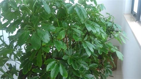 元宝树和幸福树的区别 花百科