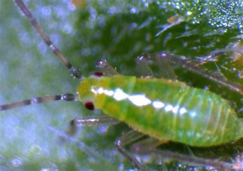 ஆம்ஃபிடோகி Amphitoky A Powerful Portal For Education