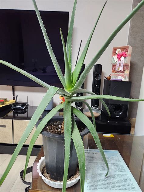 알로에화분작은알로에화분포함 당근마켓 중고거래