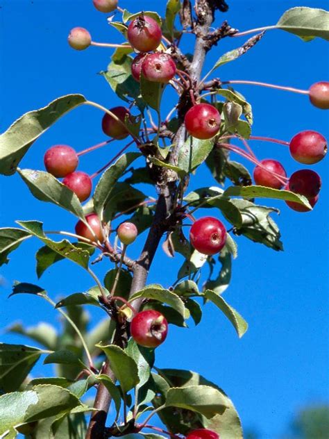 Crabapple
