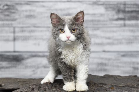 Weird Cat Breeds You Wont Believe