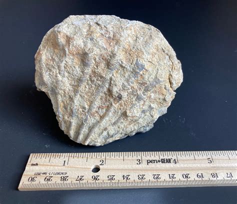 Giant Clam Fossil Etsy