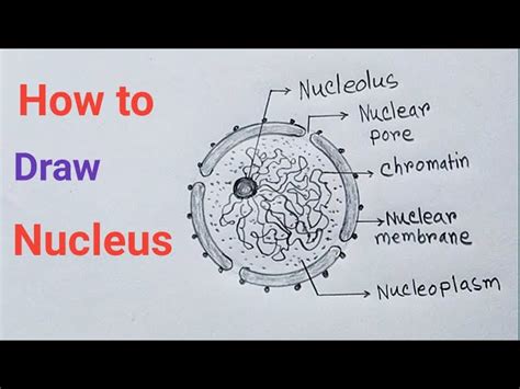 Nucleus Diagram Plant Cell Structure With Diagram For A Level