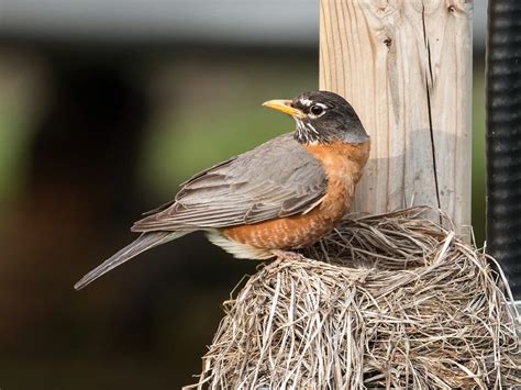 How Do Birds Build Nests 5 Key Types Birdfact