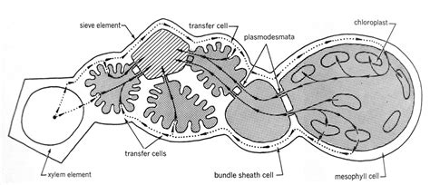 Lecture 20 Leaves Basics And Development
