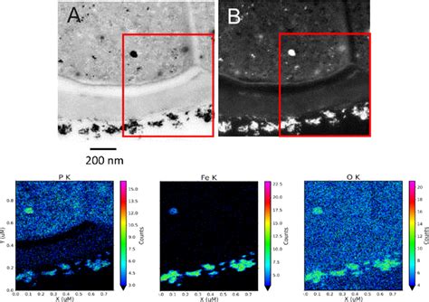 Scanning Transmission Electron Microscopy Stem Views Of Extracellular Download Scientific