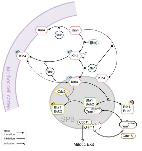 Current Model Of Spoc Activation A Simple Molecular Network Of Our