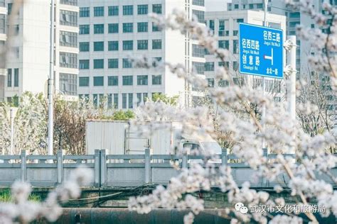 藏不住了人少花多武汉樱花溪太出片 武汉 新闻中心 长江网 cjn cn
