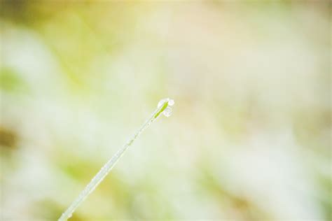 무료 이미지 나무 자연 분기 사진술 햇빛 아침 잎 꽃 녹색 가을 노랑 플로라 닫다 수분 매크로 사진 잔디 가족 식물 줄기 5184x3456