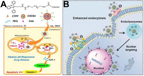 A The Schematic Illustration Of Drug Delivery System With