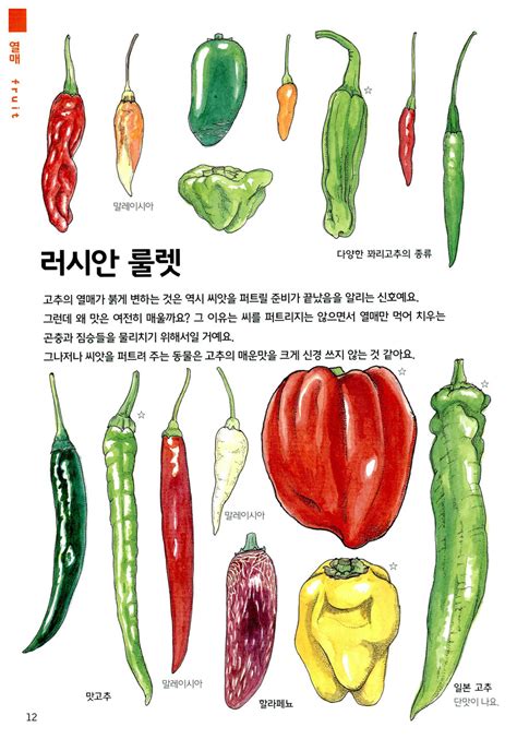 알라딘 미리보기 어디에서 왔을까 채소의 식물학