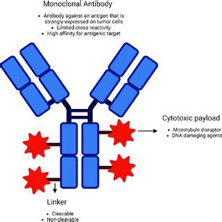 Mechanism Of Action Of ADCs Created With BioRender Com Download Scientific Diagram