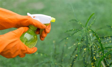 How To Make A Slug Repellent Spray Pests Banned