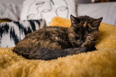 La Historia De Flossie La Gata Viva Más Longeva Del Mundo Que Rompió El Récord Guinness La