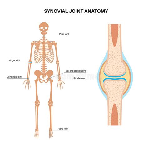 Synovial Joint Poster Stock Vector Illustration Of Human 307783297