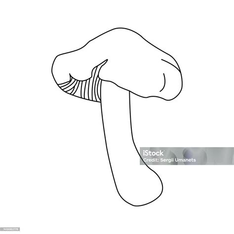 버섯 벡터 일러스트 레이 션 그려진 손 위험한 버섯 두꺼비 도구 비행 Agaric 흰 두꺼비 도구 버섯 가족 고립 된 흰색 배경 균류에 대한 스톡 벡터 아트 및 기타 이미지