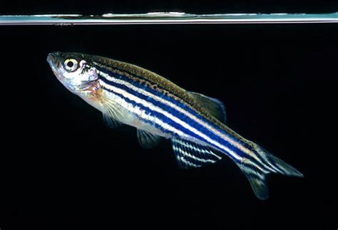 Danio Rerio Acuario Adictos