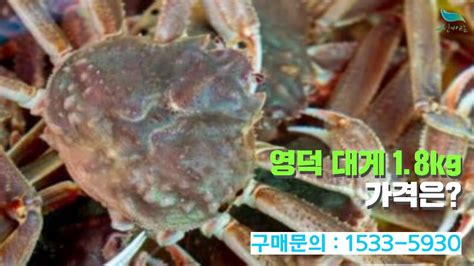 신바람수산물 협력업체 판매상품 영덕 대게 18kg 중고트랙터 중고농기계 경운기 관리기 스키로더 굴삭기 화물트럭 매매 직거래 장터 사이트 Youtube