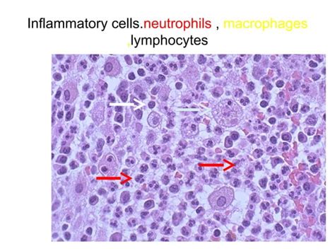 Basic Pathology Lab Slides Ppt