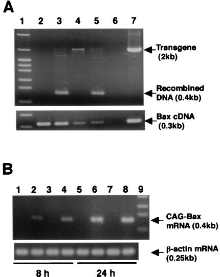 Cre Mediated Dna Recombination And Induction Of Bax Expression A Pcr