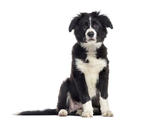 Border Collie Adolescence How To Get Through It