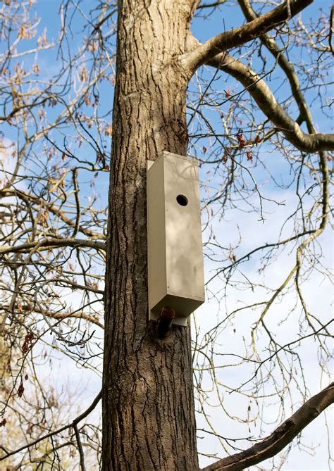 Nesting Boxes How To Build Safe Nesting Spaces For Native Birds In Your Backyard Pip Magazine