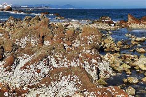 青岛海滨现海蛎子礁石群 成独特景观