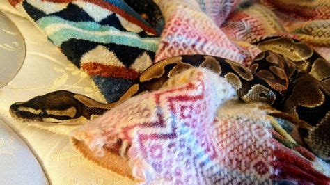 Albino Burmese Python Burmese Python Pet Snake Snake Girl