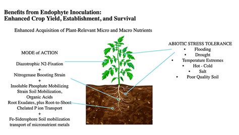 The Power Of Endophytes Intrinsyx Bio