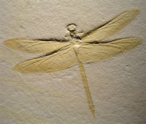 Dragonfly Fossil Midwest Outdoors
