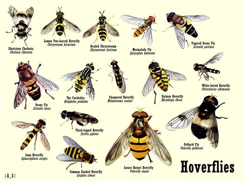 hoverfly identification chart a visual reference of charts chart master