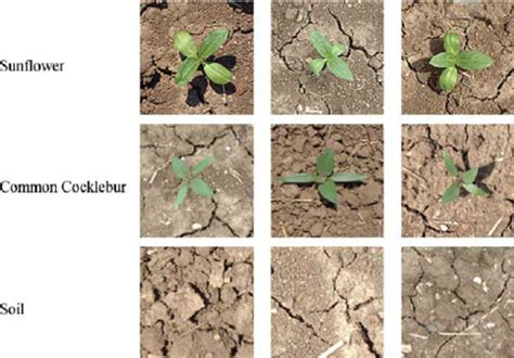 Examples Of Images Used In Classification Applications Download