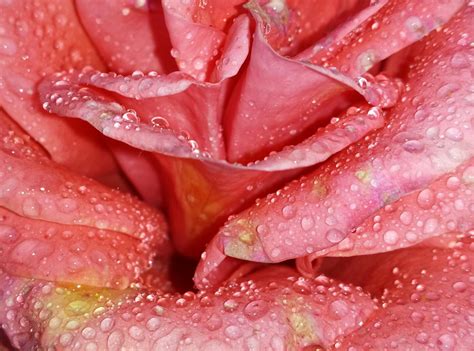 Половые губы крупным планом