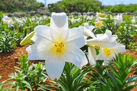 계절한정 이에섬 당일치기 투어│오키나와 이에섬 백합 축제│오키나와 나하 차탄 출발 Kkday