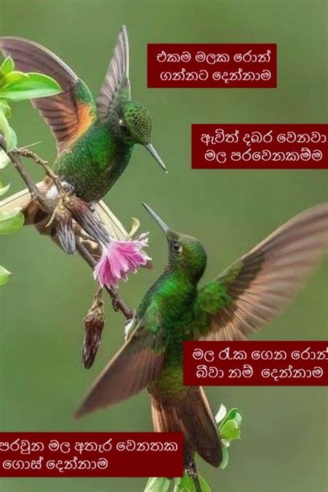 රන්ඩු එපා නිසඳැස් කවි Sinhala Nisadas Youtube