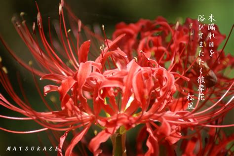 花鳥風月 一葉一句 彼岸花 烏帽子鳥 写真俳句松風公園山茶花の庵