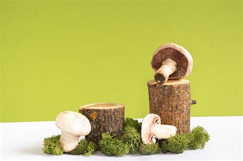 자연 스타일 녹색 배경에 녹색 이끼와 버섯이있는 나무 연단 제품 프리젠 테이션을위한 정물 천연 화장품을위한 모형 0명에 대한 스톡 사진 및 기타 이미지 Istock