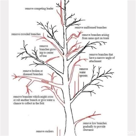 Cool Guide For Pruning Knowledge Ninja
