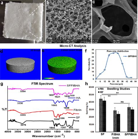 Features Of The Developed Scaffold A Gross Image Of The Freeze Dried Download Scientific
