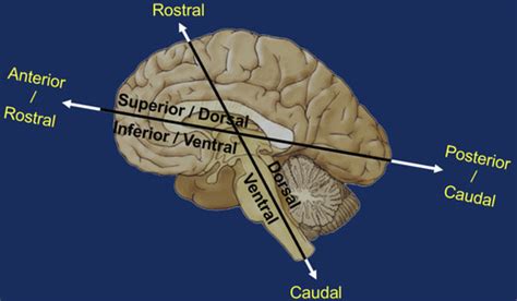 Introduction To Brain Structure And Function Flashcards Quizlet