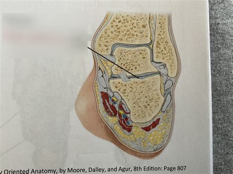 Diagram Of Subtalar Joint Quizlet