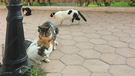Moment Of Cats Mating And Having Sex Stock Video Adobe Stock