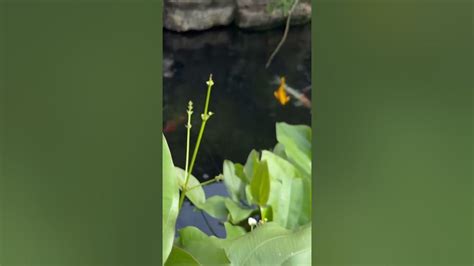 스트레스와 불안을 다스리는 명상음악 힐링음악 명상음악 치유음악 Youtube